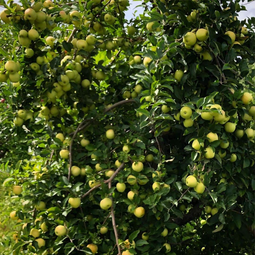 Where are the Best U-Pick Apple Orchards in Michigan?