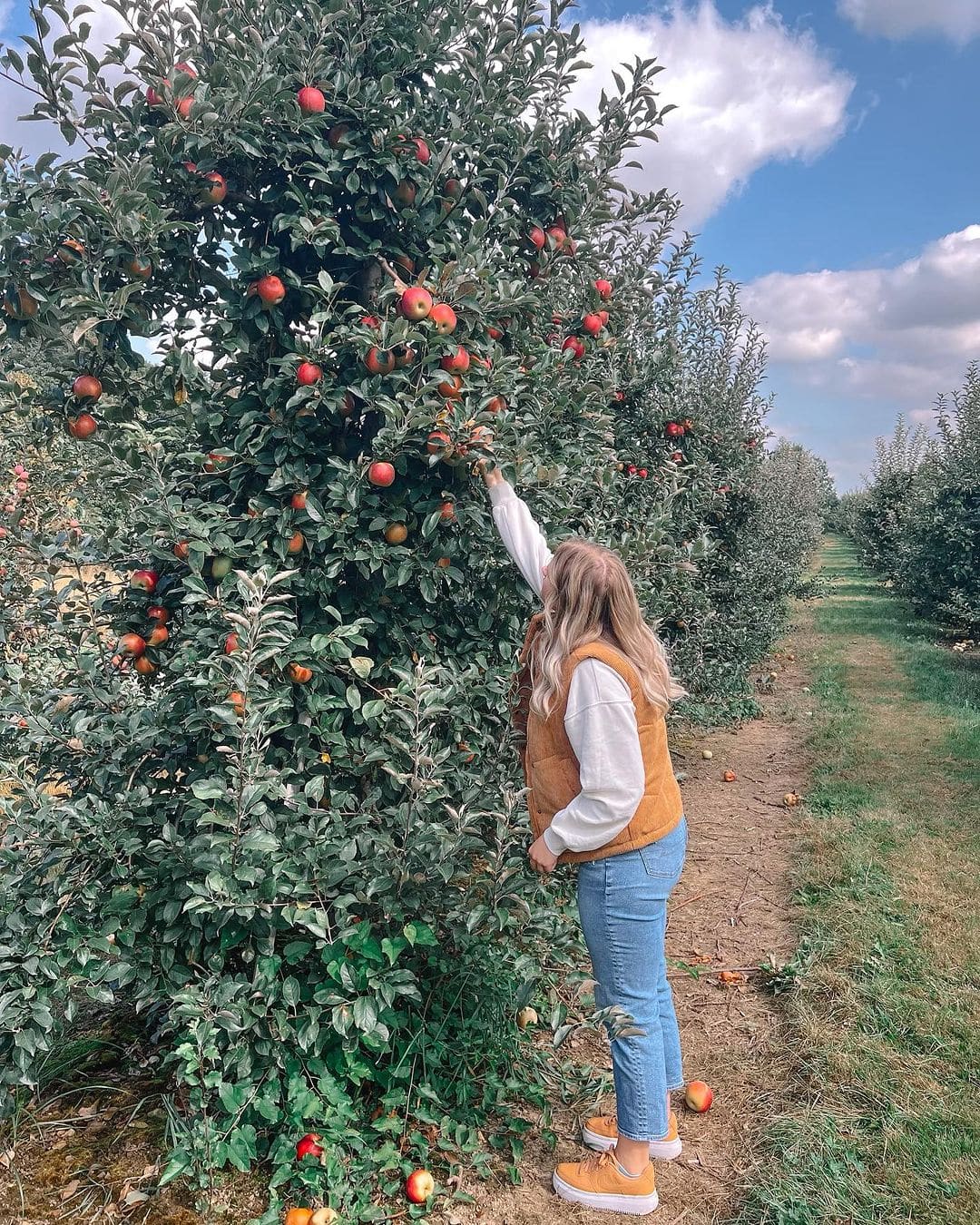 Where are the Best U-Pick Apple Orchards in Michigan?
