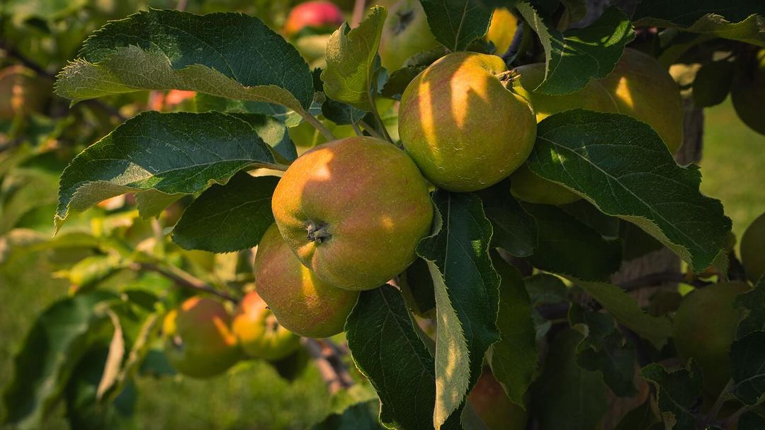 Where are the Best U-Pick Apple Orchards in Michigan?