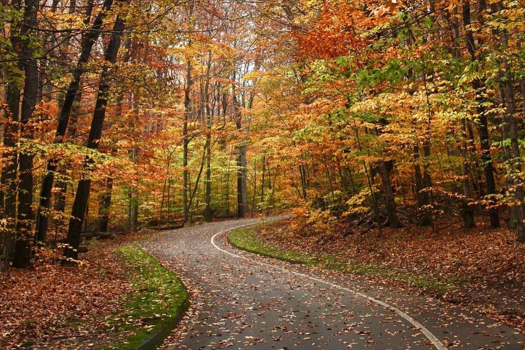 Soak Up Beautiful Fall Colors at the Tunnel of Trees + Less Crowded ...