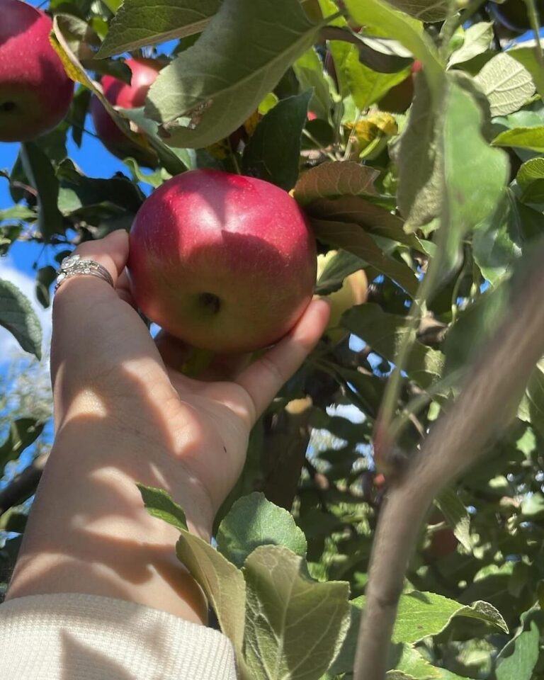 Where are the Best U-Pick Apple Orchards in Michigan?