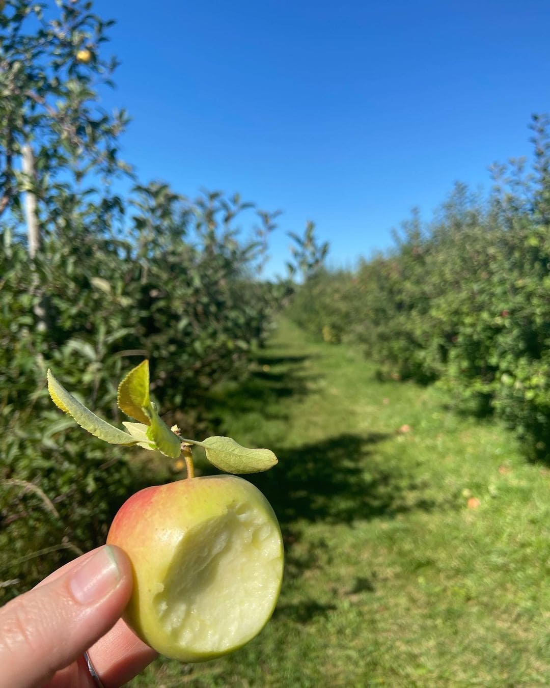 Where are the Best U-Pick Apple Orchards in Michigan?