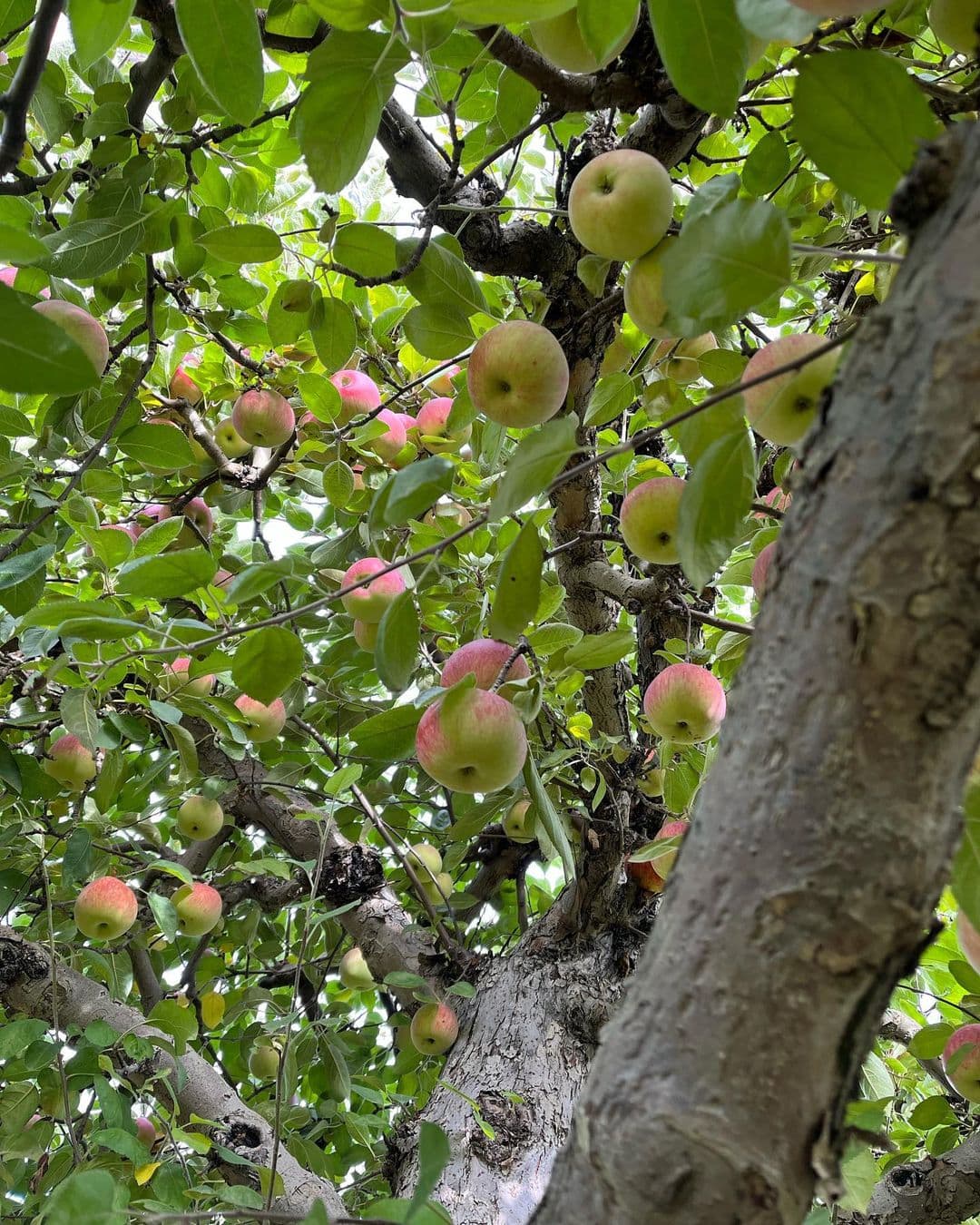 Where are the Best U-Pick Apple Orchards in Michigan?