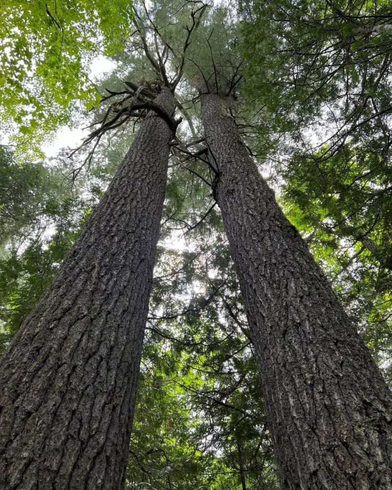 Where to Find Michigan’s Oldest Trees | 12 Michigan Old Growth Forests