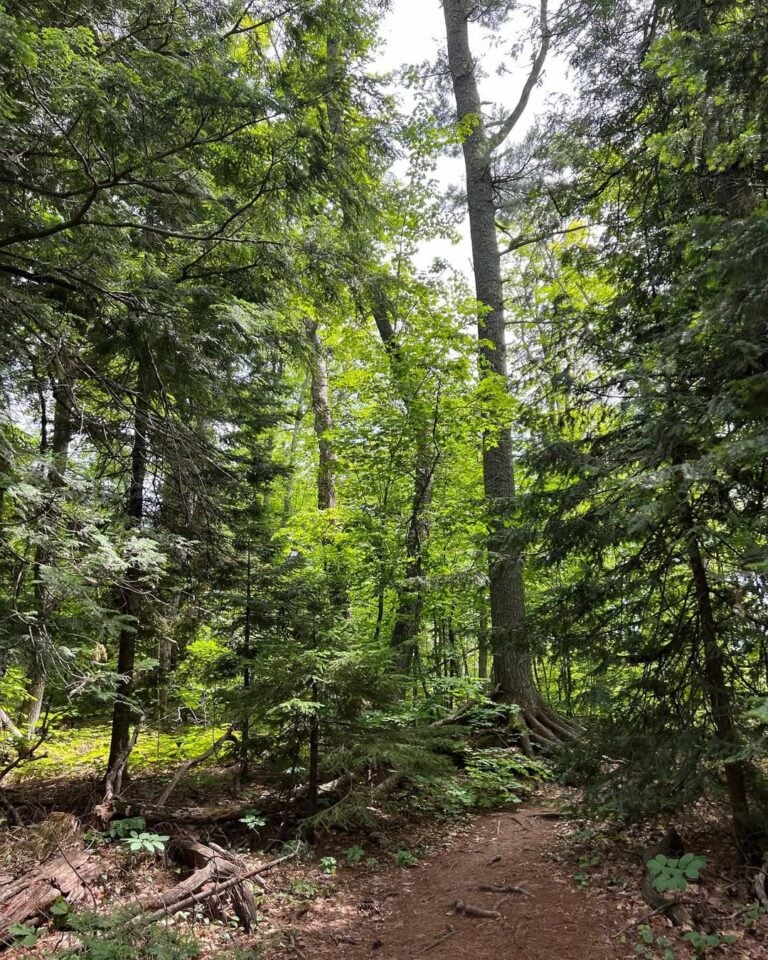 Explore Nature's History at 12 Michigan Old Growth Forests